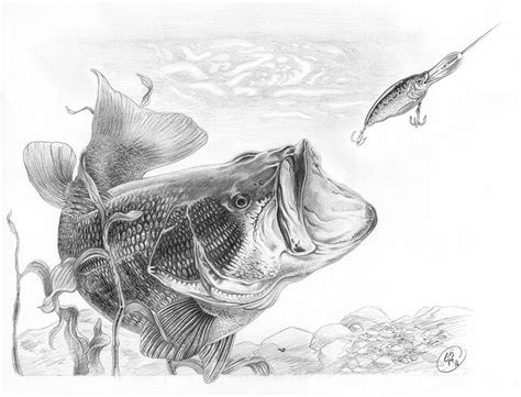 Bass Fish Drawing In Pencil