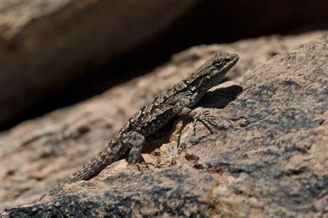 Ornate Tree Lizard Facts And Pictures