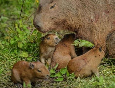 Reproductive Morphology And Physiology Of The Male Capybara Wlysn
