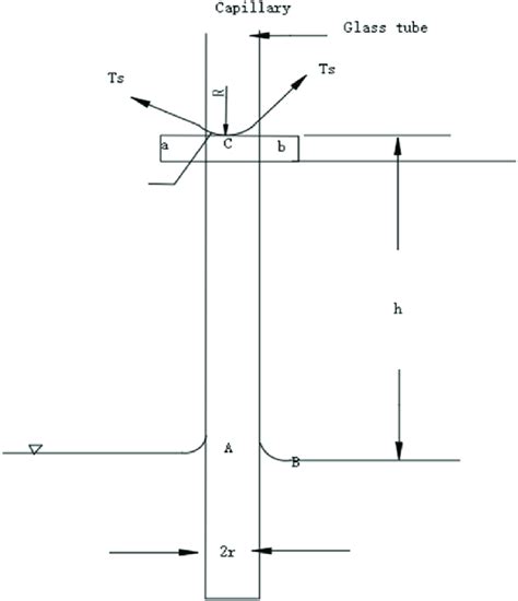 Capillary Water Rise Diagram Download Scientific Diagram