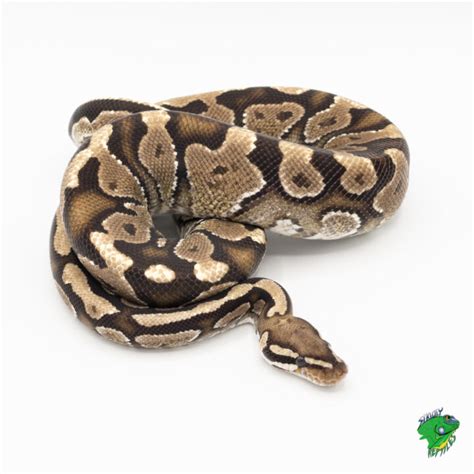 Fire Ball Python Hatchling Strictly Reptiles Inc