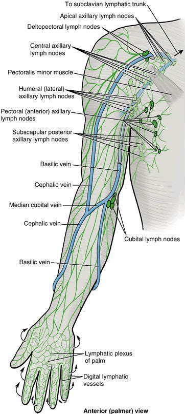 Shoulder Lymph Nodes