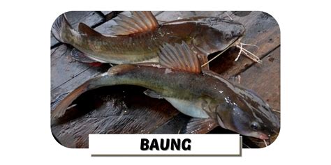 Jual Benih Ikan Baung Alfa Farm