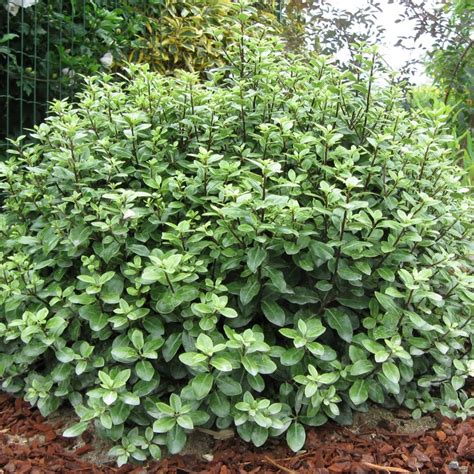 Buy Kohuhu Pittosporum Tenuifolium Golf Ball Pbr £2959 Delivery By