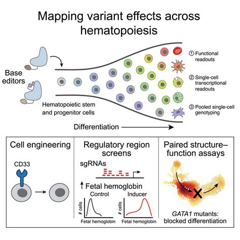 Hematopoiesis Singlecell Singlecellanalysis Mission Bio
