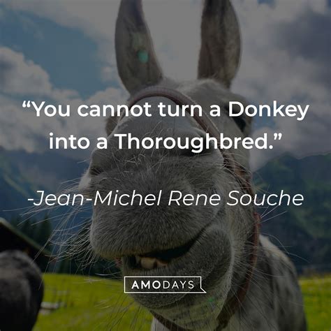 46 Donkey Quotes From Proverbs To Shrek On Hard Work And Humor