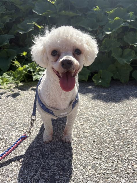 Dasse Rebel Rescue South Korea