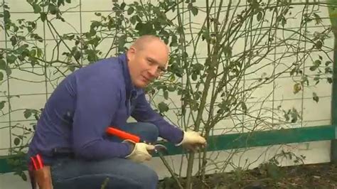 How To Prune Roses On A Trellis 12 Steps With Pictures