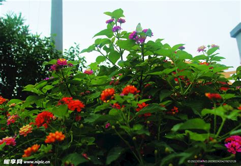 马缨丹 摄影图花草生物世界摄影图库昵图网