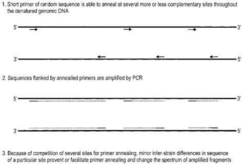 Essential Steps Of Random Amplified Polymorphic Dna Rapd Technique