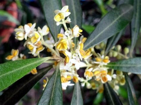 Olive Olea Europaea Flower Database