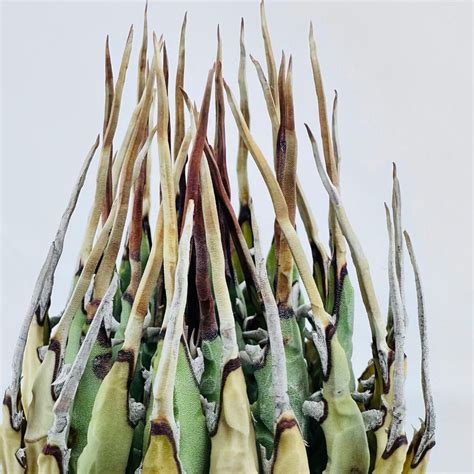 254 アガベ ユタエンシス エボリスピナ 強棘 剣山 検 陽炎 チタノタ ホリダ オアハカ オテロイ パリー オルカ ホリダス パキプスアガベ｜売買されたオークション情報、yahooの