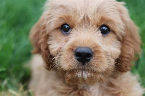 Are Cavapoo Puppies Hypoallergenic 10 Reasons Why This Hybrid Is