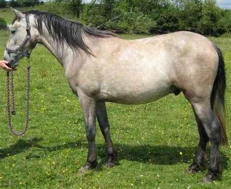 Grey Gene Genetics And Shades The British Association For The Pure Bred