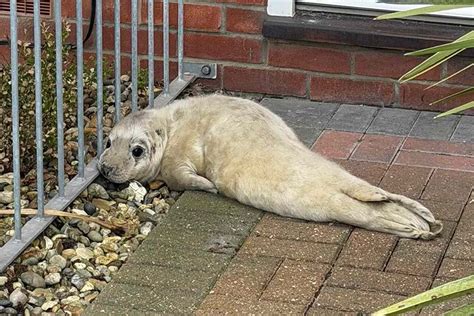 Mail Carrier Finds Underweight Seal Pup Lounging On A Doorstep