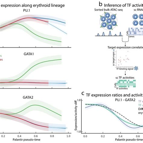 Transcriptional Regulation Of Erythroid Differentiation Download