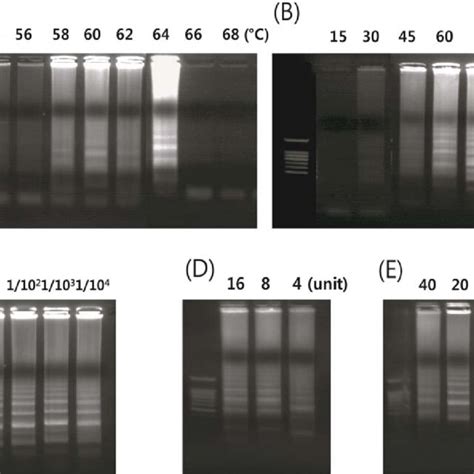 Lamp Assay Optimization Test For Detecting Rsiv A And B Effects Download Scientific
