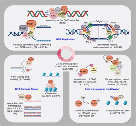 Classical Functions Of Mcm10 The Classical Functions Of Mcm10 Are Download Scientific Diagram