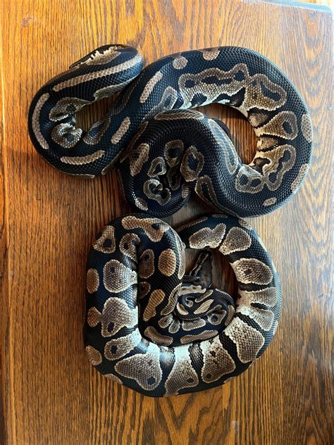 Normal Ball Python Traits Morphpedia