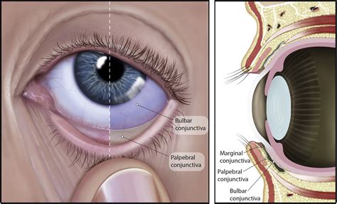 Bcla Clear Anatomy And Physiology Of The Anterior Eye Contact Lens