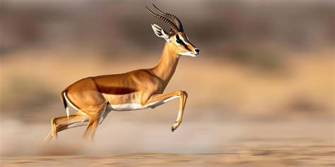 A Gazelle Sprinting Across The Savanna Concept Wildlife Photography