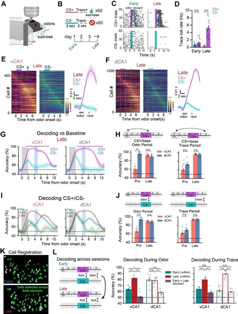 Discrimination Training Enhances Odor Representations In Vca1 Trace
