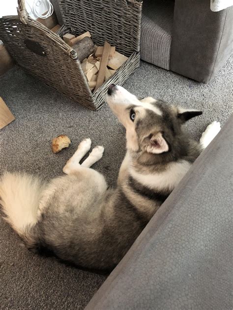 Meet Merlin A 2 Year Old Pomsky We Picked Him Up Yesterday How