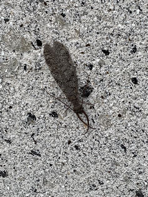 What Is This Bug Outside The Gym Northwest Ct Its About 3 Or 4