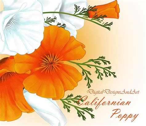 Californian Poppy Clipart Watercolor Flower Clipart Poppies