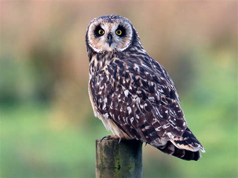 Short Eared Owl Ebird