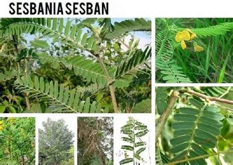 Shevri Fodder Tree Seeds Sesbania Sesban Seeds Packaging Type Loose