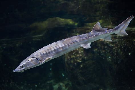 Sturgeon Characteristics And Facts Britannica