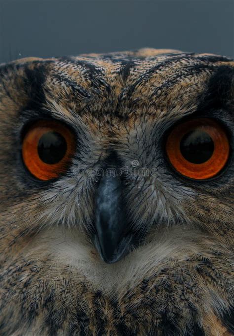 Macro Photography Of Eurasian Eagle Owl Eyes And Facial Plumage Stock
