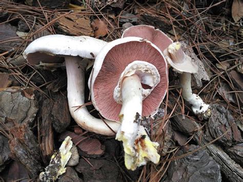 Agaricus Xanthodermus Características Hábitat Toxicidad Y Confusiones