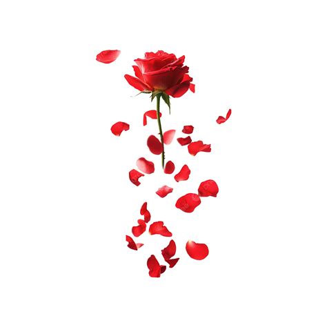 Petalas De Rosa Caindo De Um Desenho De Rosa