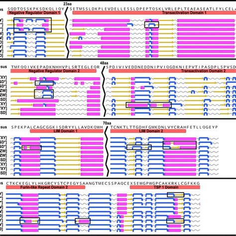 Amino Acid Substitutions In Functional Domains Of Sex Determination Download Scientific Diagram