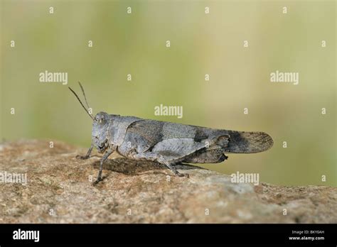 Blue Sand Grasshopper Slender Blue Winged Grasshopper On A Stone
