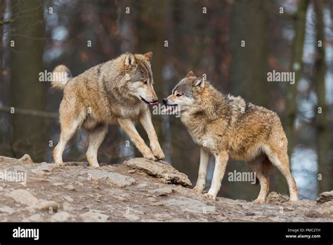 How Do Wolves Mate At Timothy Bottom Blog