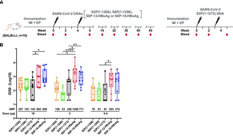 Neutralization Potency Elicited By Sars Cov 2 S6p Hbsags A