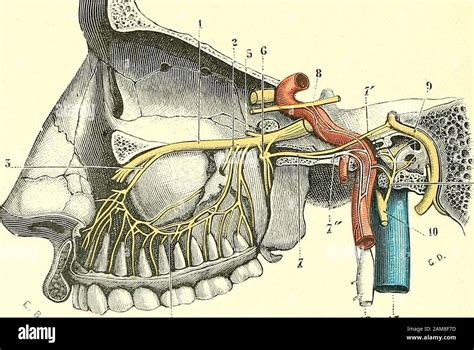 Nerf Facial Banque De Photographies Et Dimages à Haute Résolution Alamy