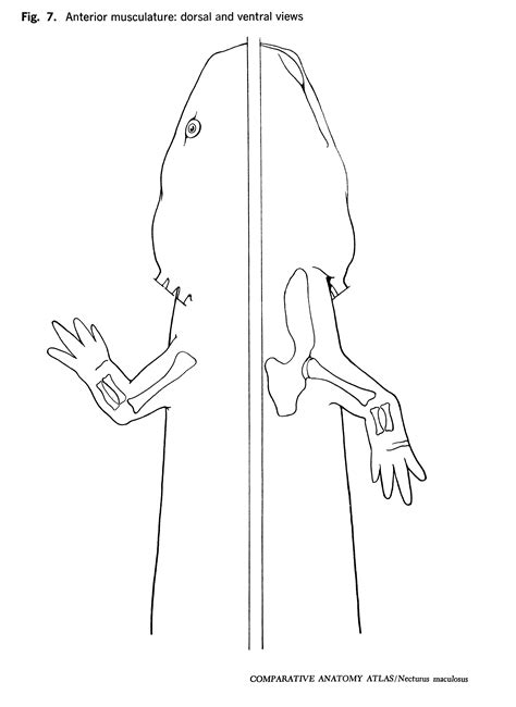 Comparative Anatomy Atlas Necturus Maculosus Gans Collections And