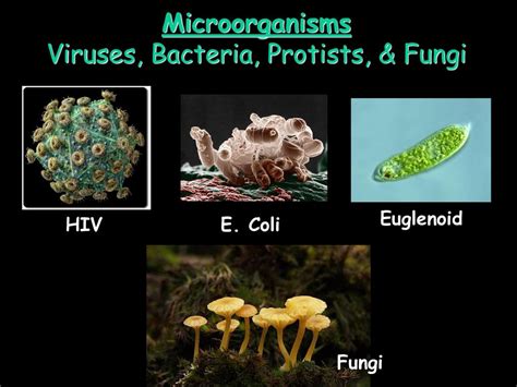 Microorganisms Viruses Bacteria Fungi SciELO Brasil Challenges And