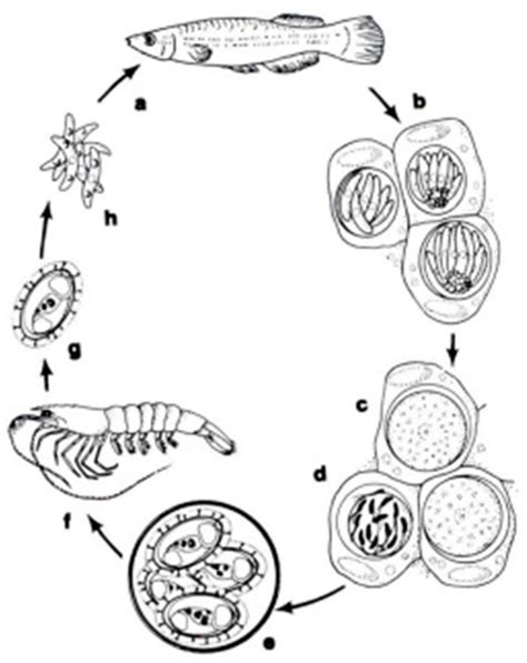 Coccidia Apicomplexa Eucoccidiorida Of Freshwater Fish