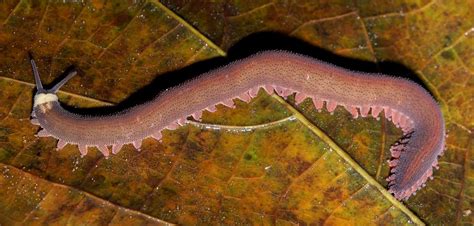 Onychophora