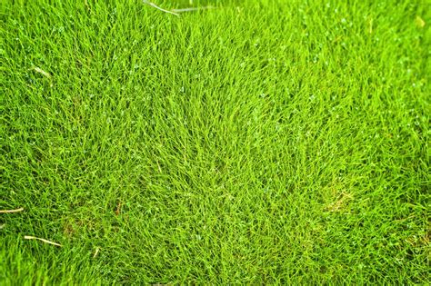Top Benefits Of Planting Zoysia Grass In Your Yard Mowing Magic