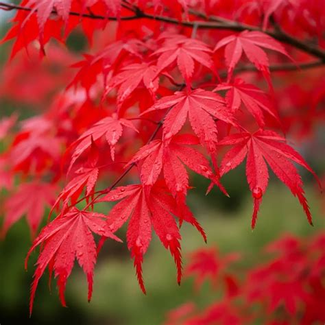 5ft Red Japanese Maple Tree Acer Palmatum Fireglow 12l Pot