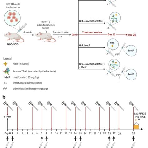Therapy Scheme In Nod Scid Mice With Subcutaneous Human Crc Tumors A