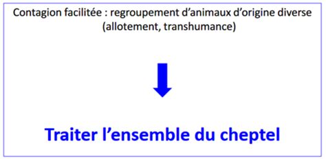 Ectoparasitose Des Petits Ruminants Cartes Quizlet