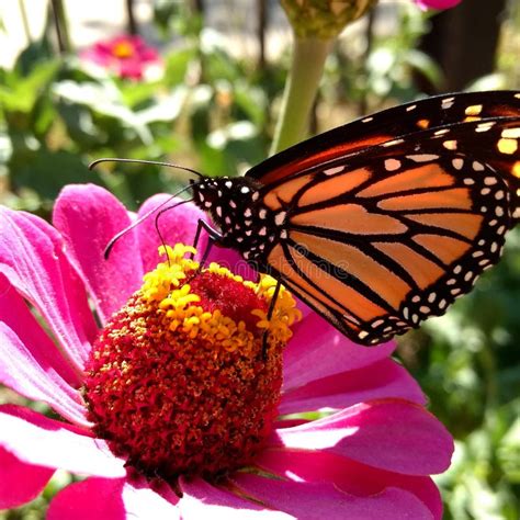Monarch Butterfly Pollinating Stock Image Image Of Pollinating