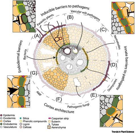 Root Cell Types As An Interface For Biotic Interactions Trends In